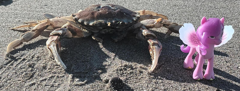 #3089296 - safe, artist:dingopatagonico, derpibooru import, pipp petals ...