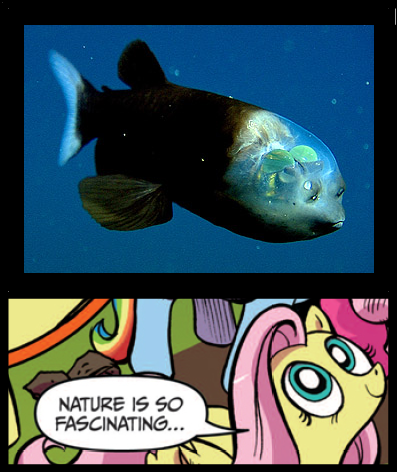 #207839 - safe, derpibooru import, fluttershy, fish, barreleye fish ...